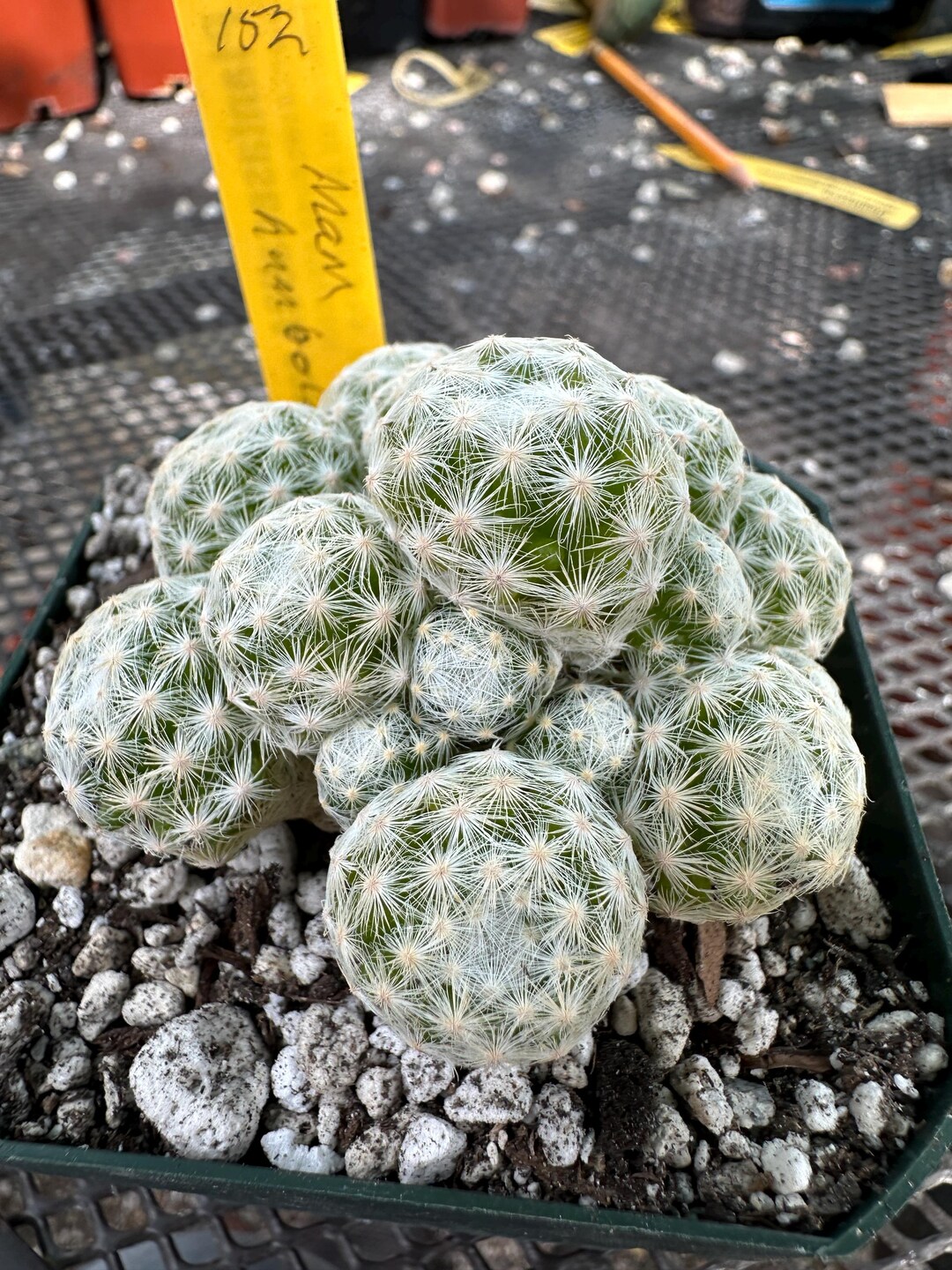 Mammillaria Humboldtii Cactus H 152 - Etsy