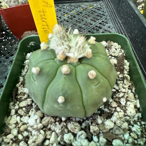 Turtle Cactus - Etsy