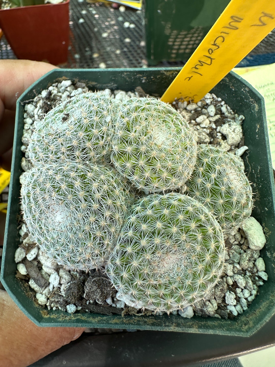 Mammillaria Microthele Multi Headed Uncommon Cactus F 423 - Etsy