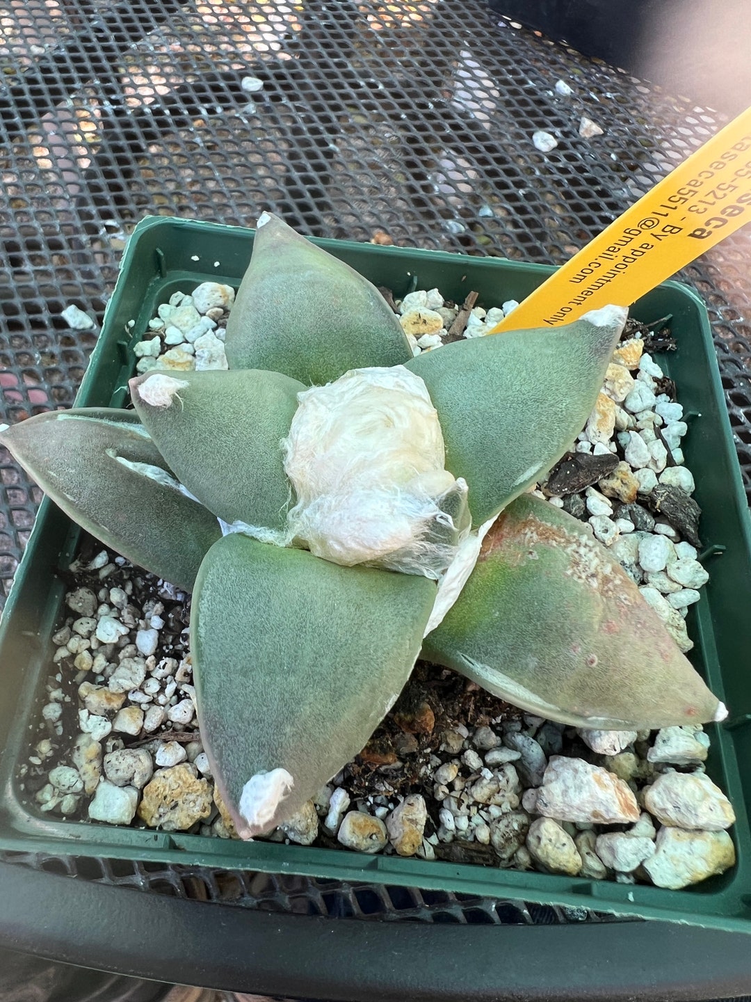 Ariocactus Retusus Wide Leaf Cactus in 4.25 Inch Pot Not - Etsy