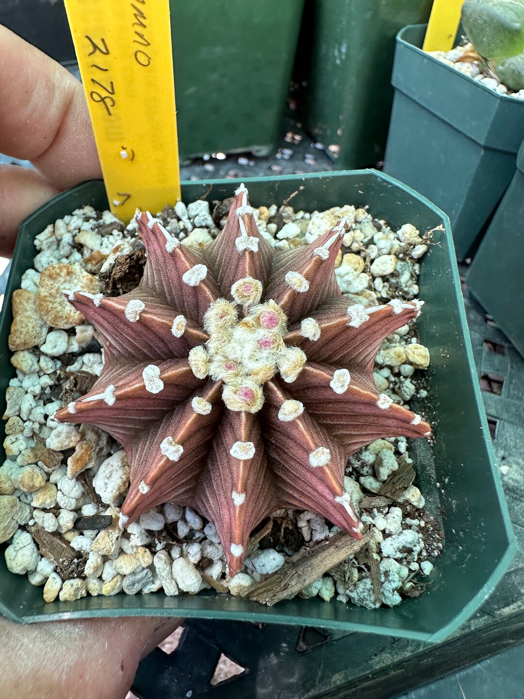 Gymnocalycium LB2178 Cactus F 278 - Etsy