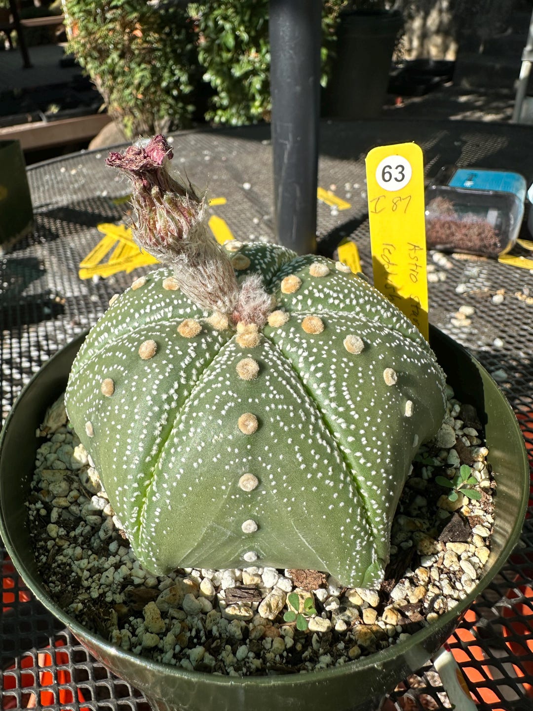 Astrophytum Star Cactus With Pinkish Flower in 6 Inch Pot I 87 - Etsy