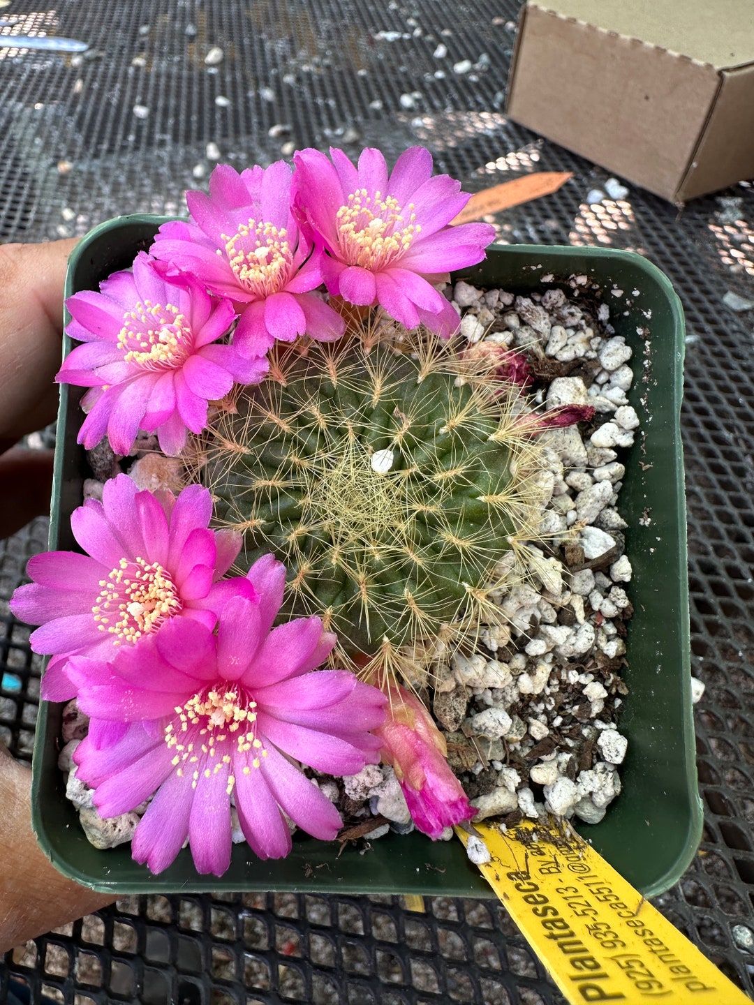Rebutia Swobodae Soft Touchable Cactus E543 Rare - Etsy