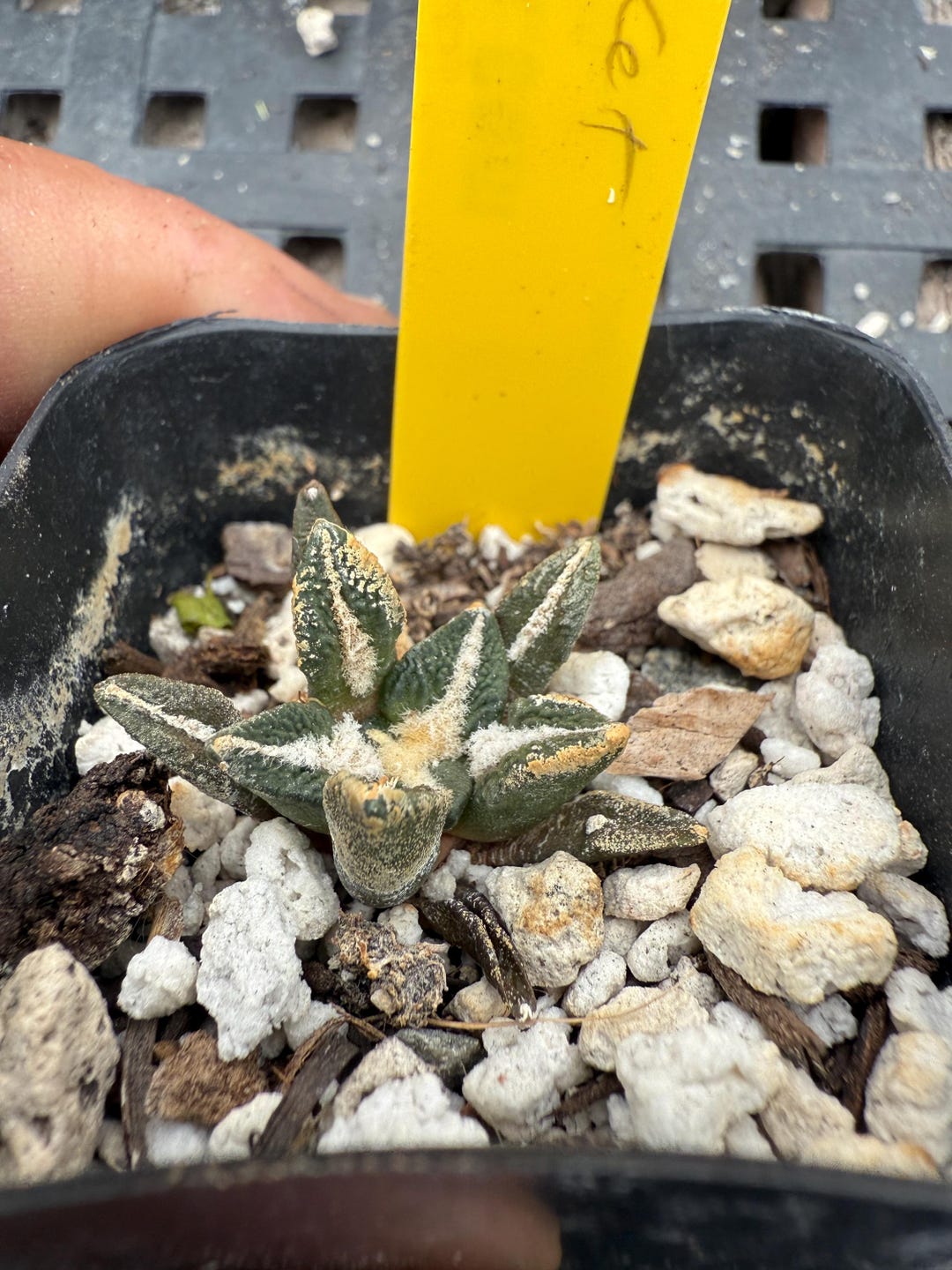 Ario Kot B 33 Cactus - Etsy