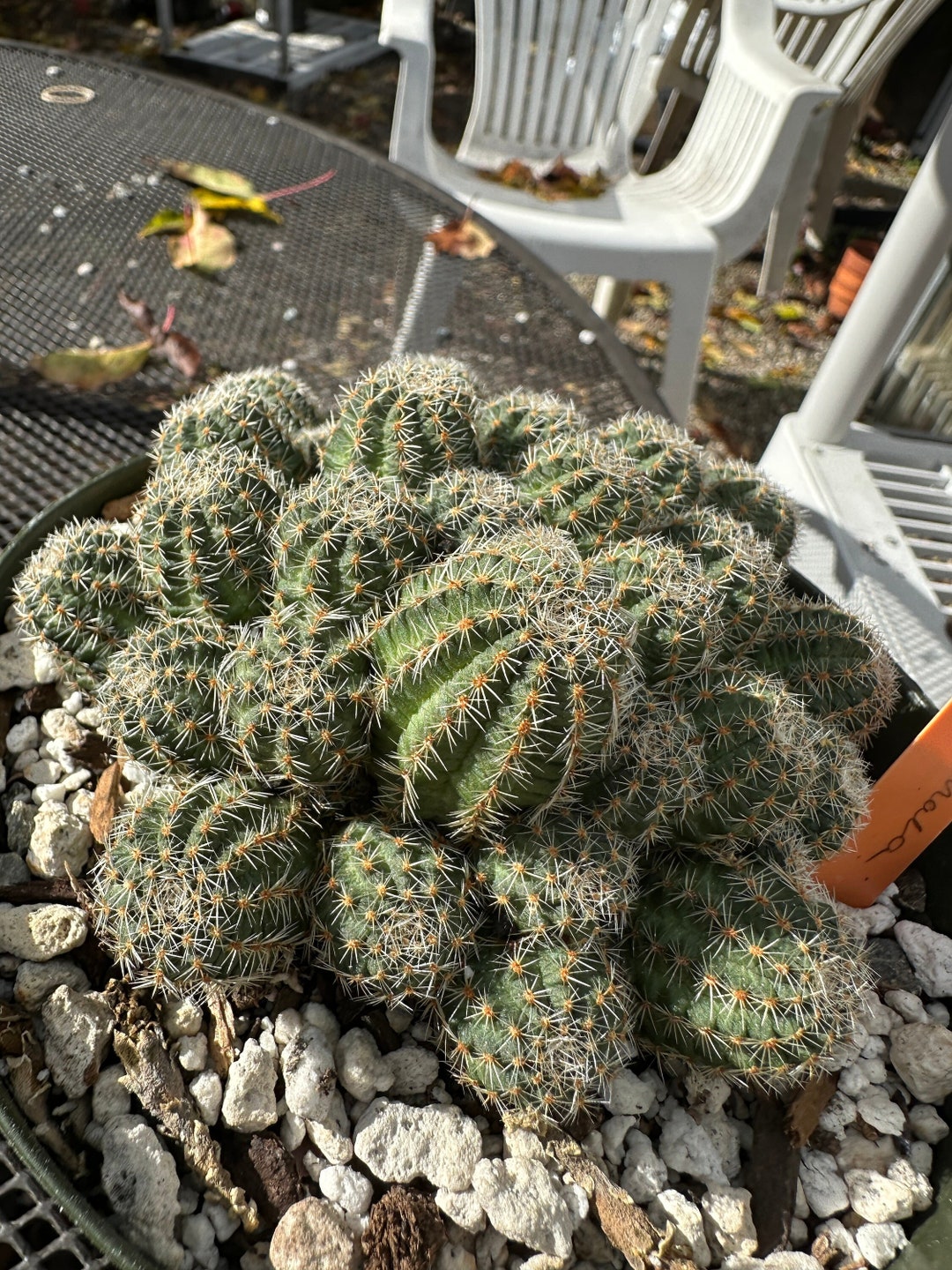 Rebutia Pygmaea V Red Flower Cactus in 6 Inch Pot A 42 - Etsy