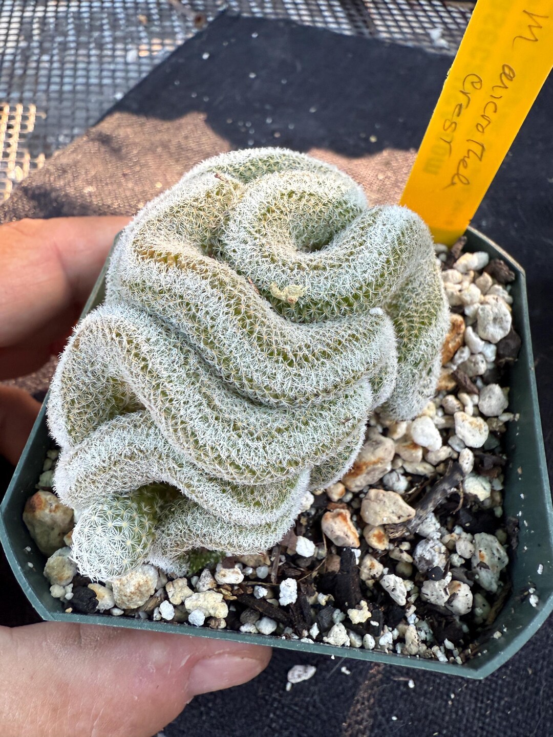 Mammillaria Microthele Crested Cactus G 127 - Etsy