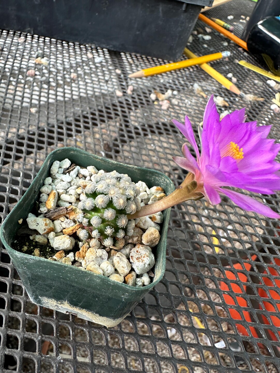 Mammillaria Theresae Miniature Cactus H 209 - Etsy