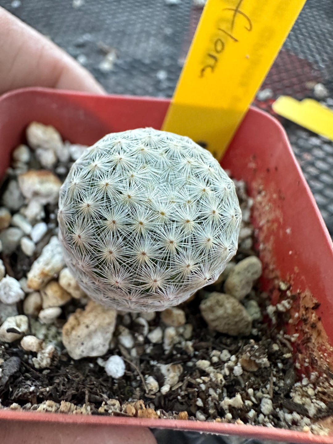 Mammillaria Albiflora Miniature Cactus H 85 - Etsy