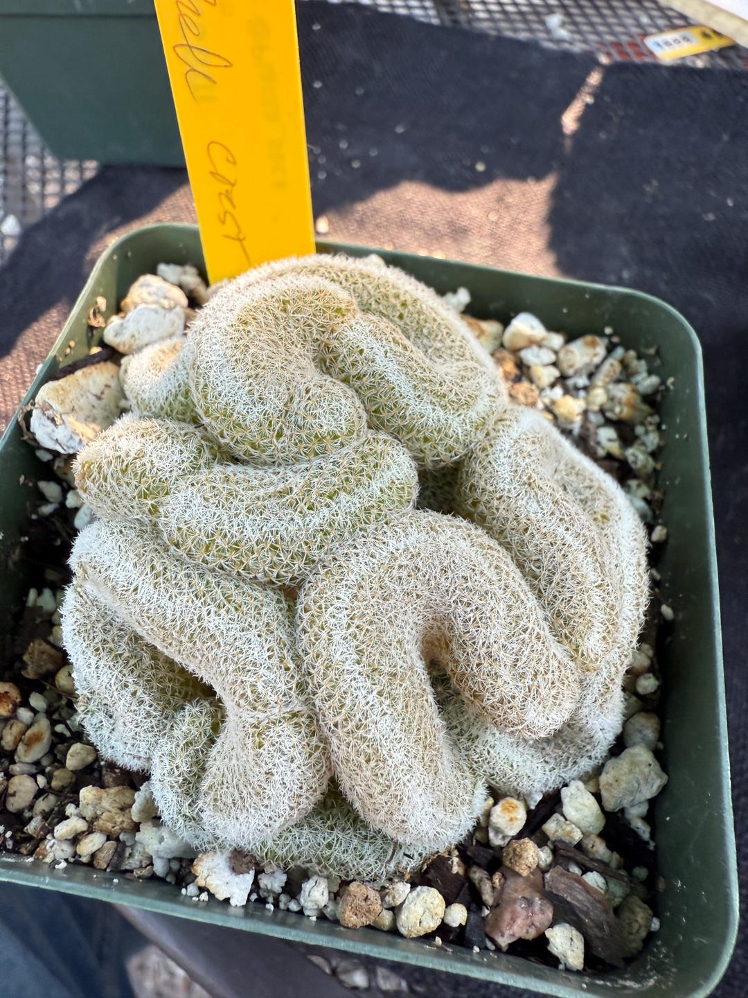Mammillaria Microthele Crested Cactus G 126 - Etsy