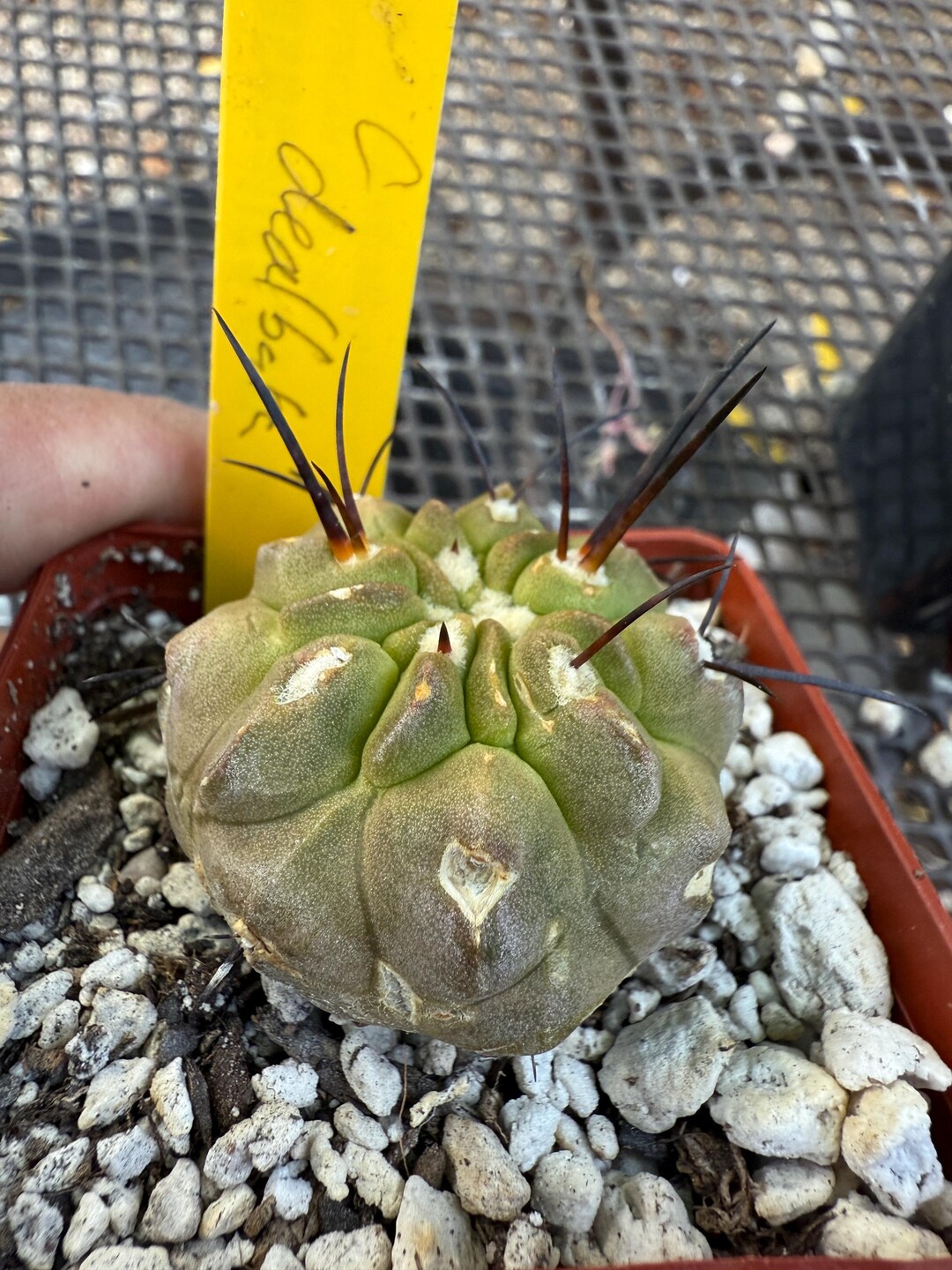 Copiapoa Dealbata Cactus E 93 - Etsy