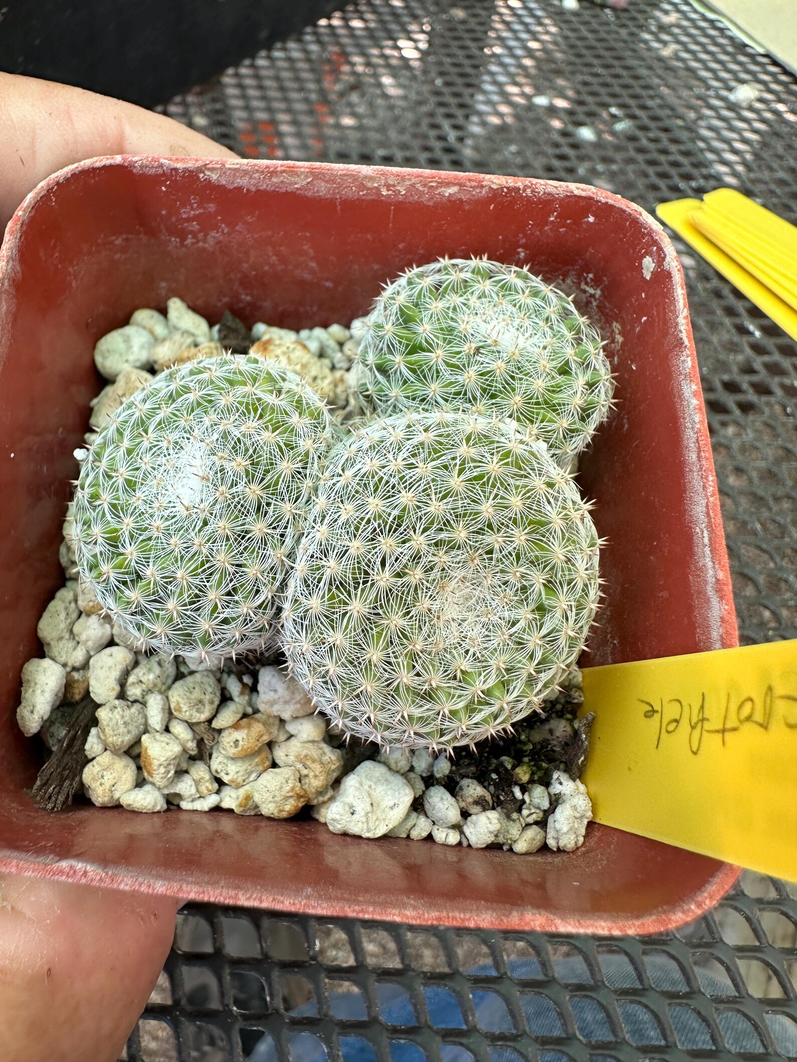 Mammillaria Microthele Cactus G 04 - Etsy