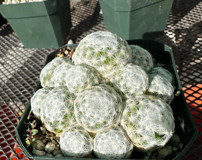 Mammillaria Humboldtii Soft Clumping Cactus K 12 - Etsy