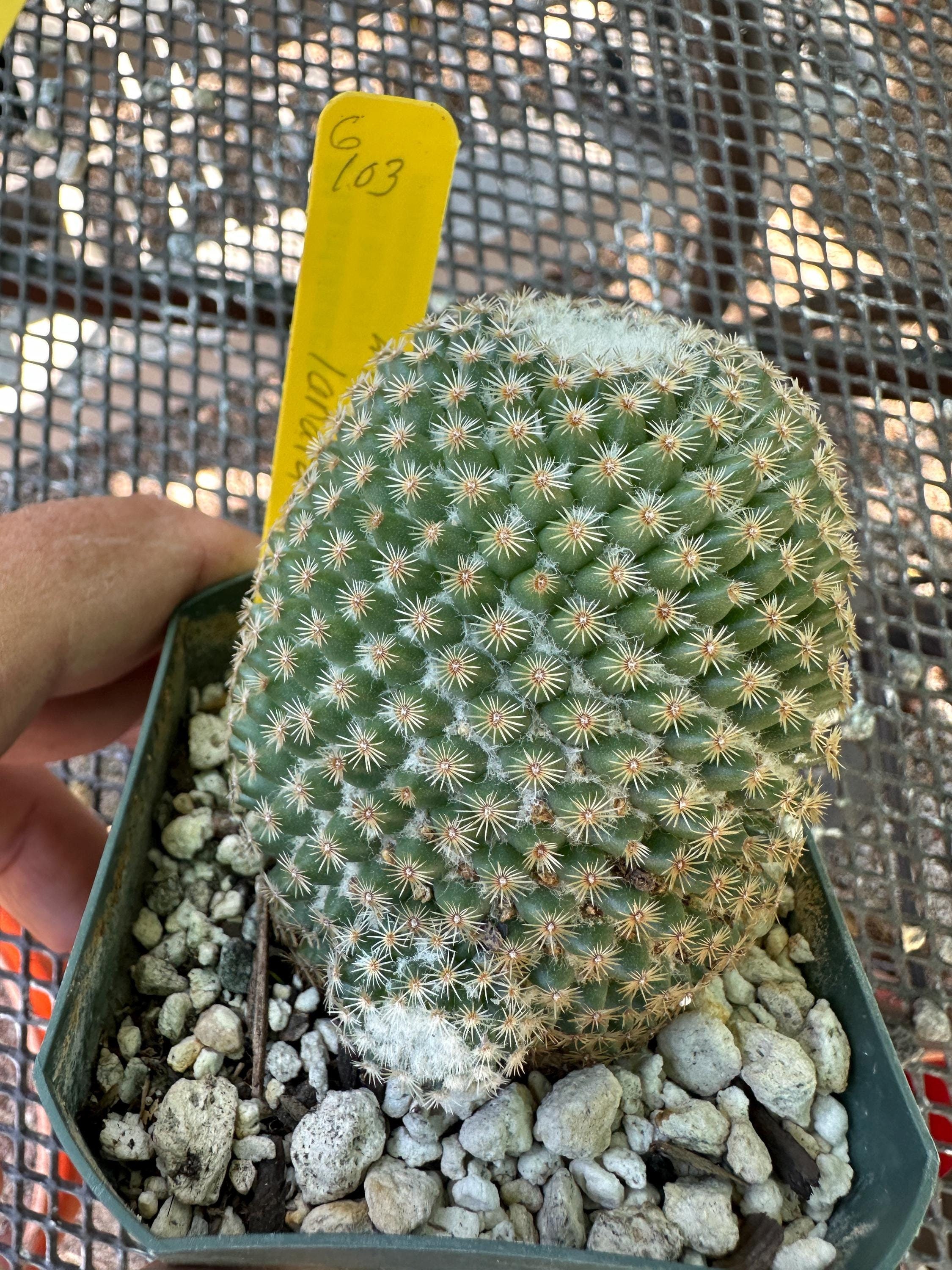 Mammillaria Lanata Uncommon Cactus G 103 - Etsy