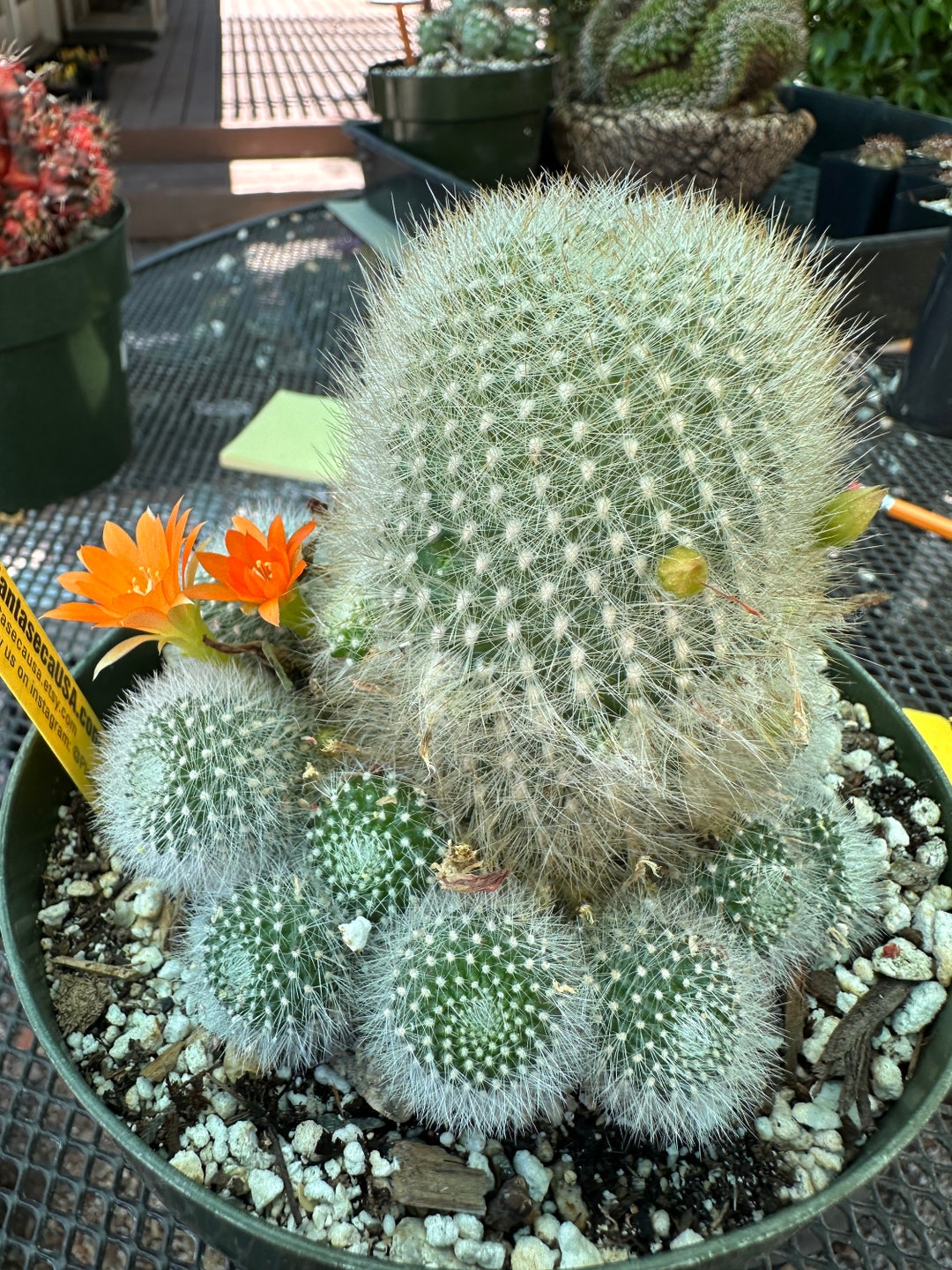 Rebutia Muscula Touchable Cactus in 6 Inch Pot F 389 - Etsy