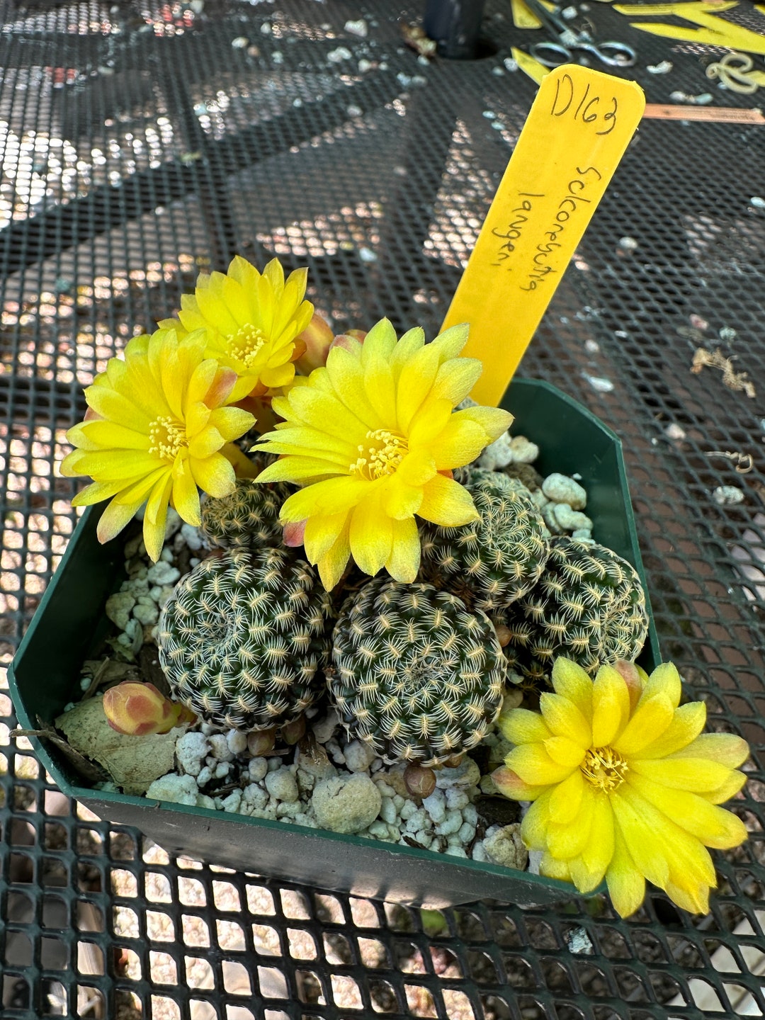 Sulcorebutia Langeri Touchable Cactus D163 - Etsy