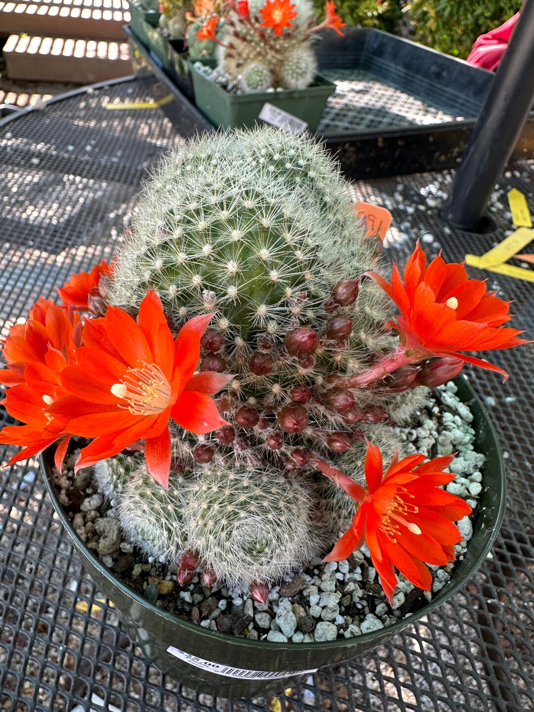 Rebutia Albipilosa Touchable Soft Haired Cactus in 6 Inch Pot - Etsy