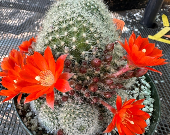 Rebutia Albipilosa Touchable Soft Haired Cactus in 6 Inch Pot - Etsy