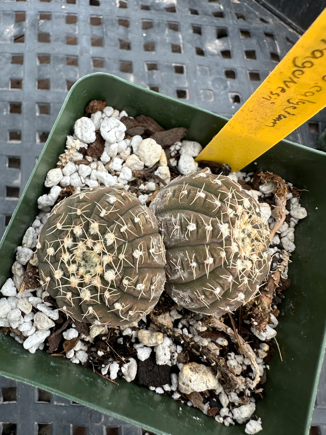 Gymnocalyicum Ragonesii Cactus Two Headed Cactus Rare Form C33 - Etsy