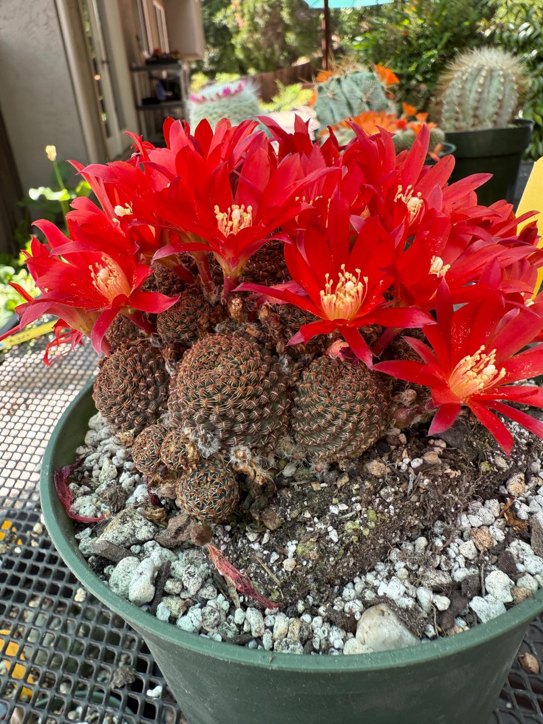 Rebutia Iscaychensis Touchable Cactus in 6 Inch Pot E 70 - Etsy