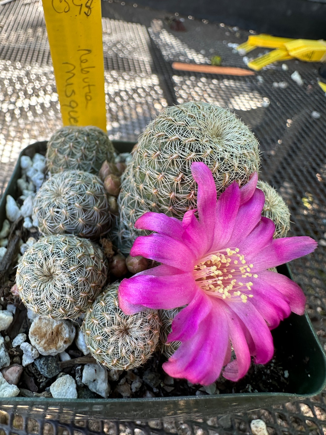 Sulcorebutia Mizquensis Touchable Cactus C 595 - Etsy