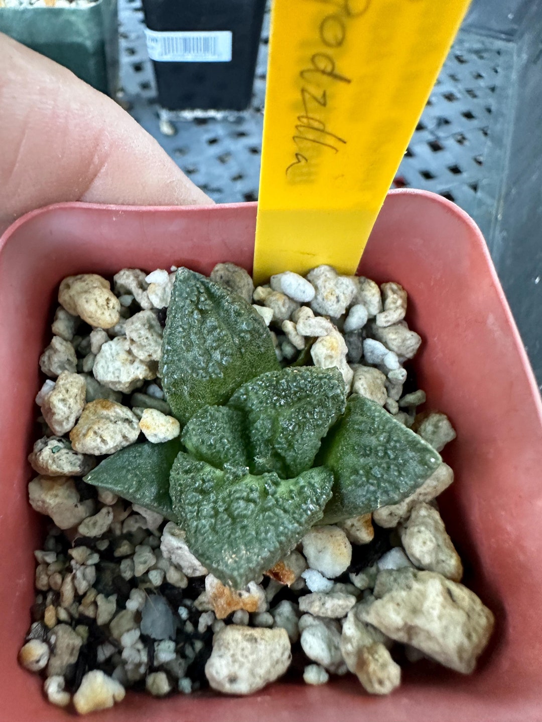 Ario Godzilla Cactus I 131 - Etsy