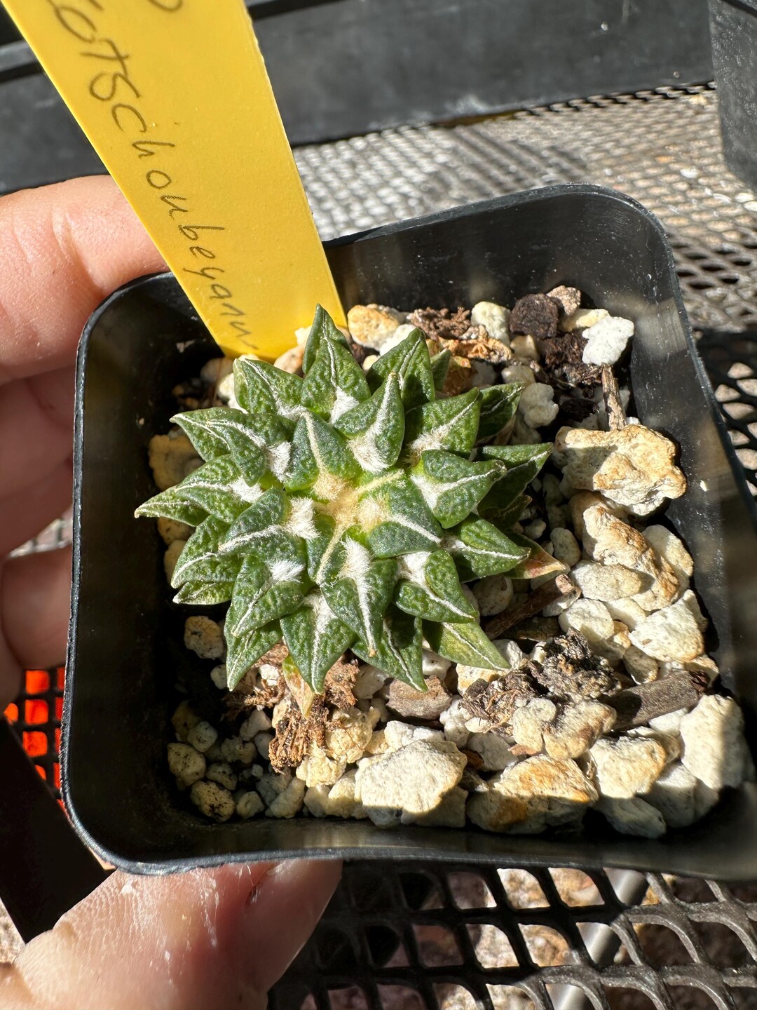 Ario Kotschoubeyanus Cactus I 20 - Etsy