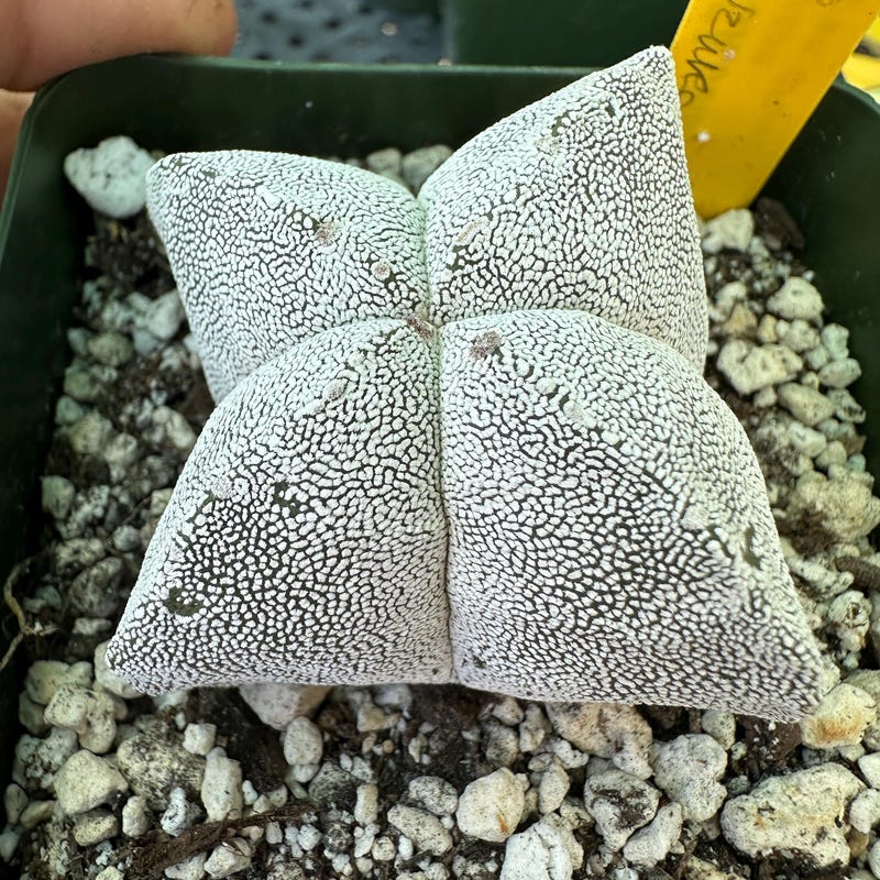 Astrophytum Seeds - Etsy