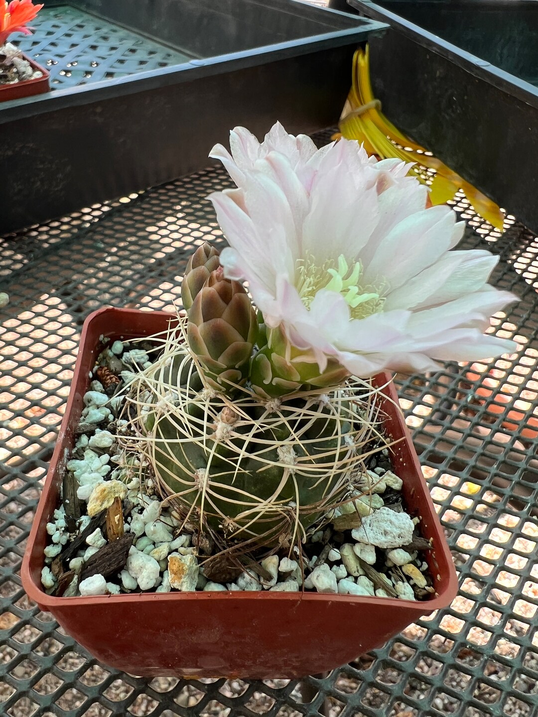 Gymnocalycium Albispinus Cactus a in Buds and Bloom - Etsy