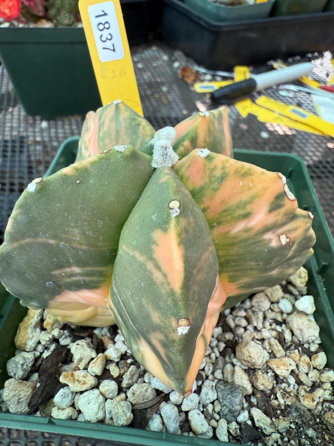 Astrophytum Myriostigma Beautiful Variegated Cactus in 4 Inch Pot E 211 ...