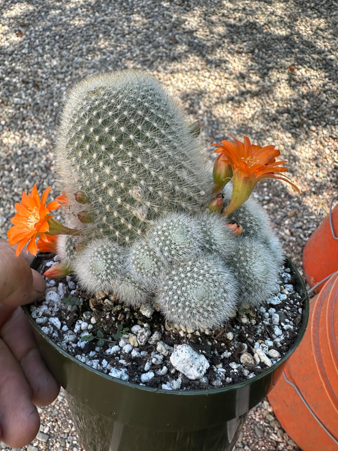 Rebutia Muscula Touchable Cactus in 6 Inch Pot E 250 - Etsy