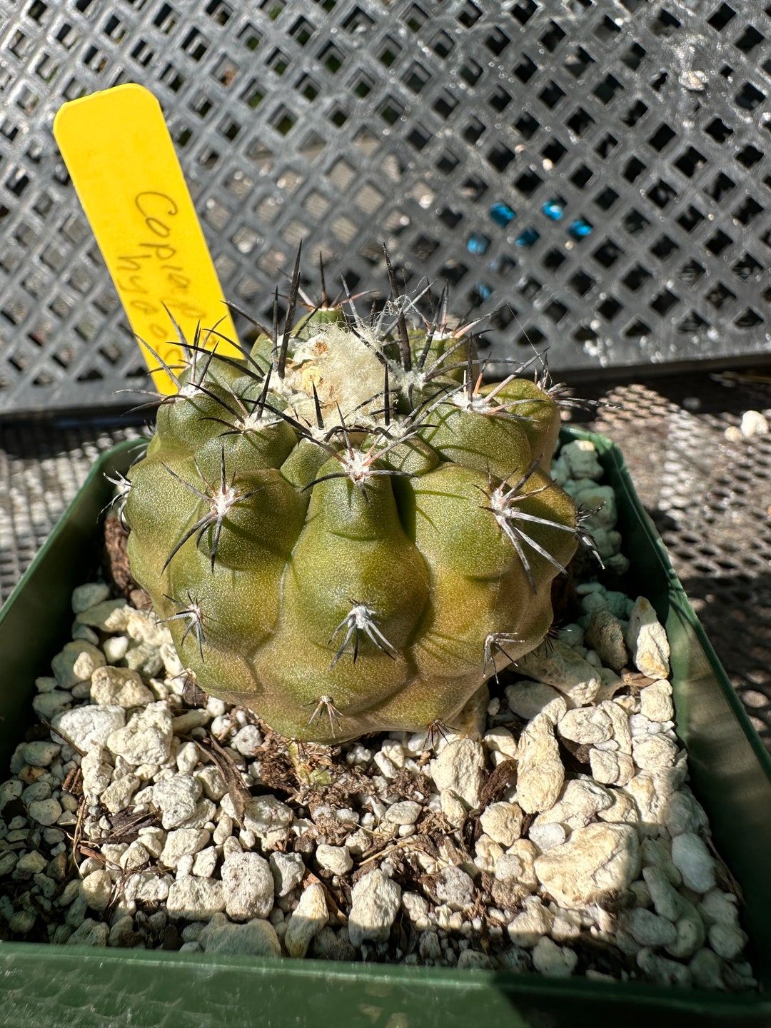 Copiapoa Hypogea Cactus 2 - Etsy