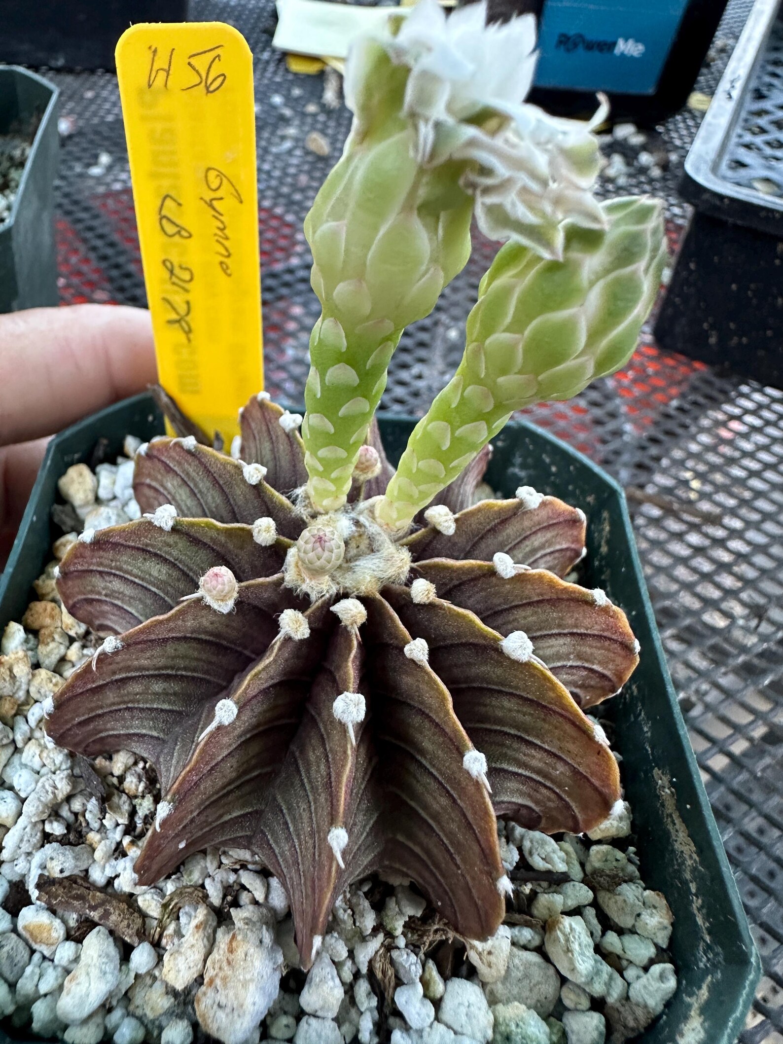 Gymnocalycium LB 2178 Cactus H 56 - Etsy