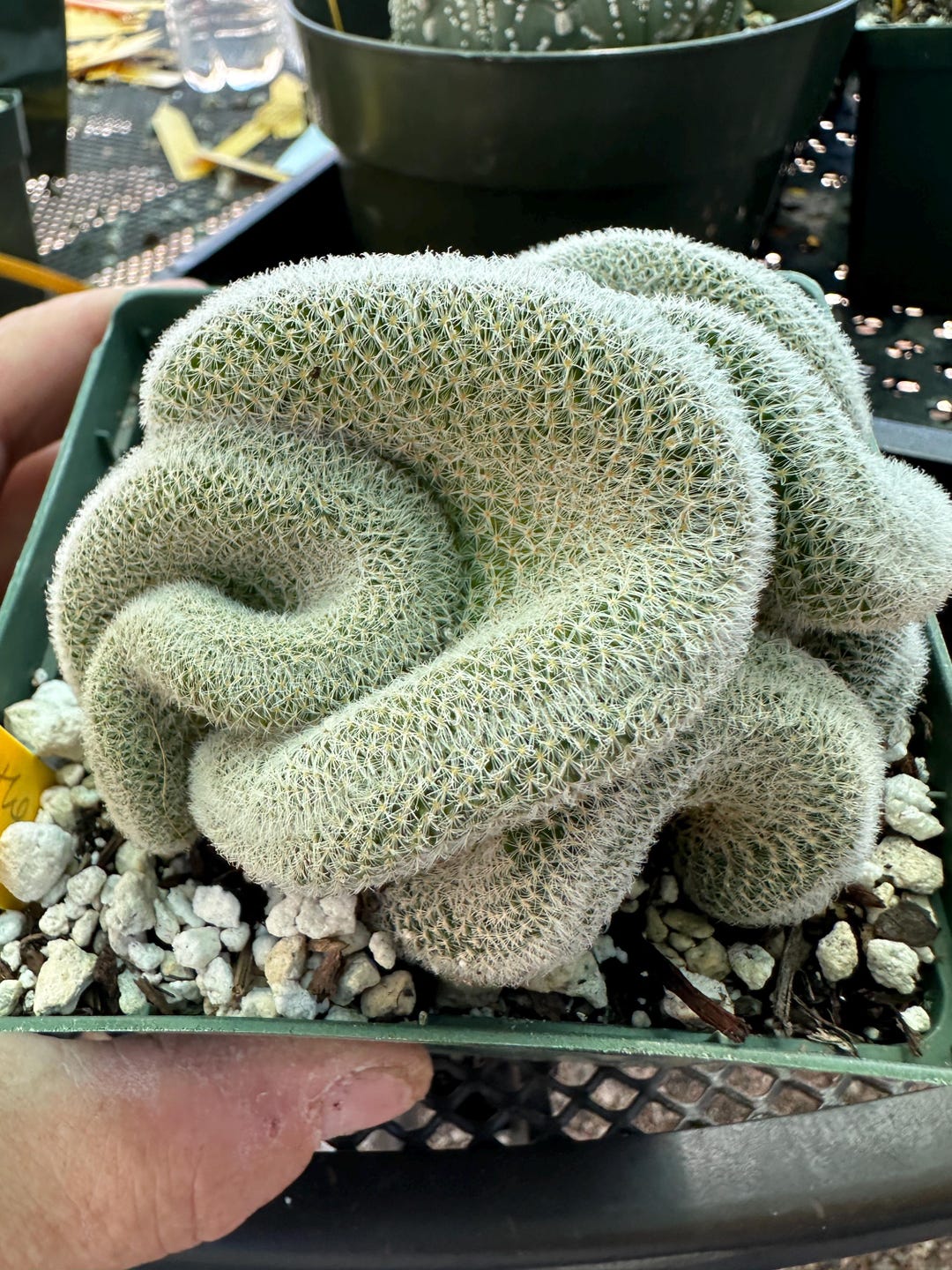 Mammillaria Microthele Rare Crested Cactus in 4.25 Inch Pot H 7 - Etsy