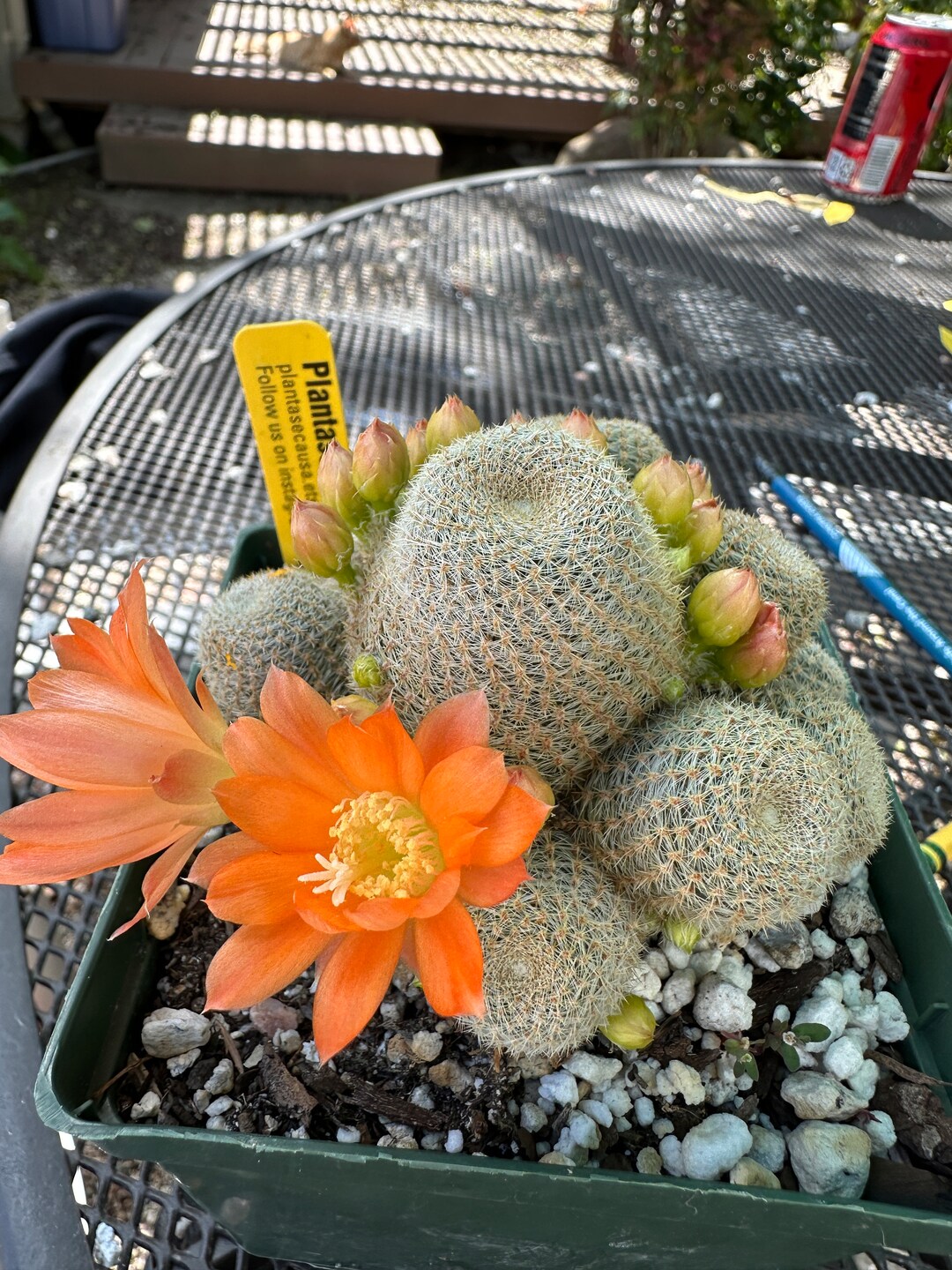 Rebutia Salmon Supreme Touchable Cactus in 4.25 Inch Pot D52 - Etsy