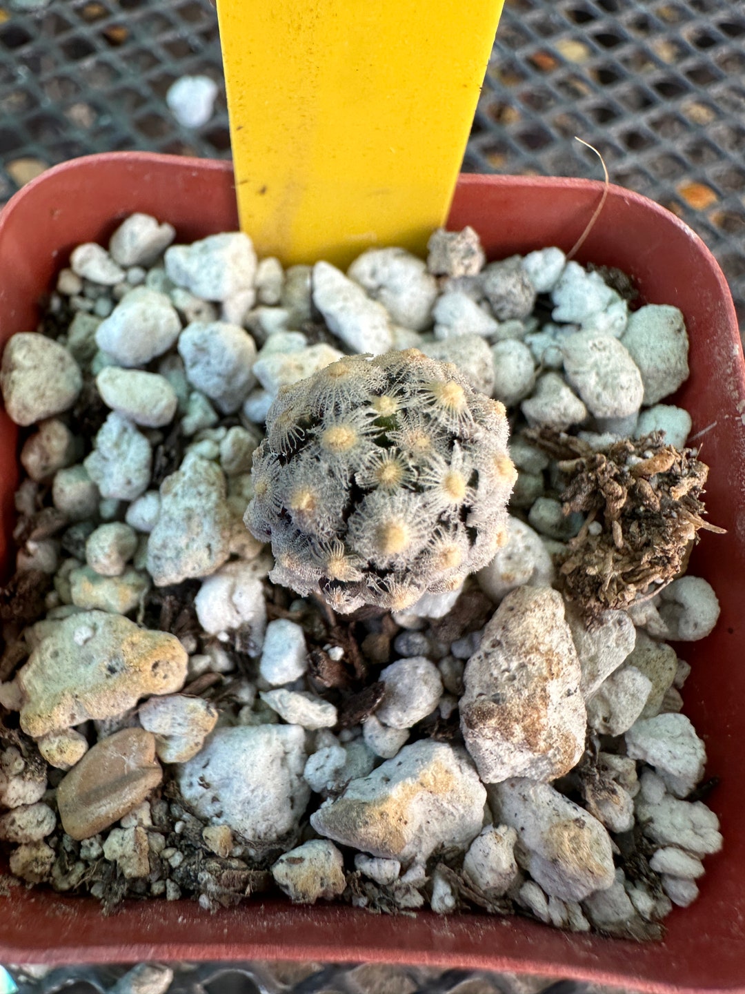 Mammillaria Theresae Miniature Cactus L 231 - Etsy