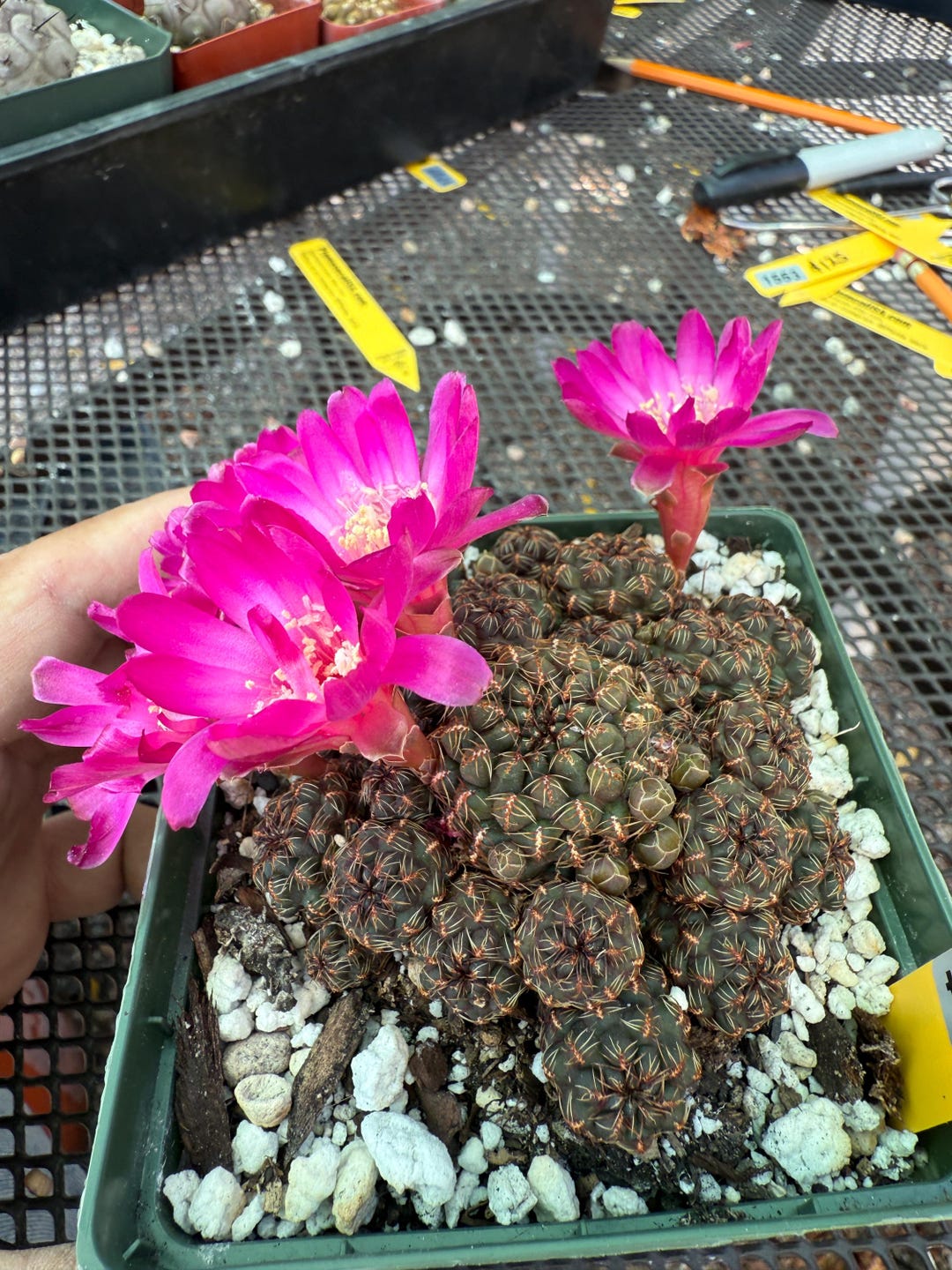 Sulcorebutia Taratensis in 4 Inch Pot Touchable Cactus E 206 - Etsy