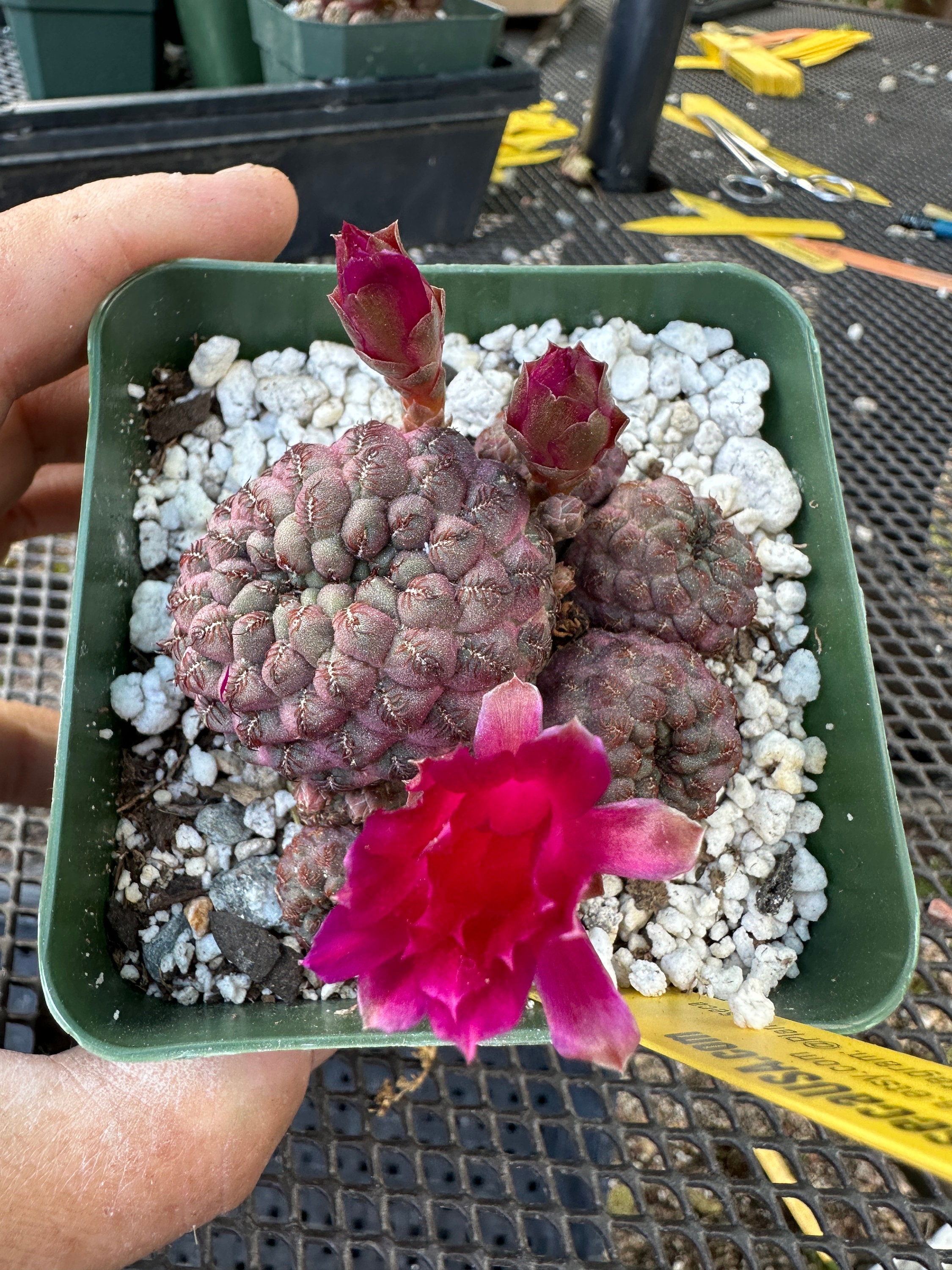 Sulcorebutia Rauschii Violaceidermis Cactus D87 - Etsy