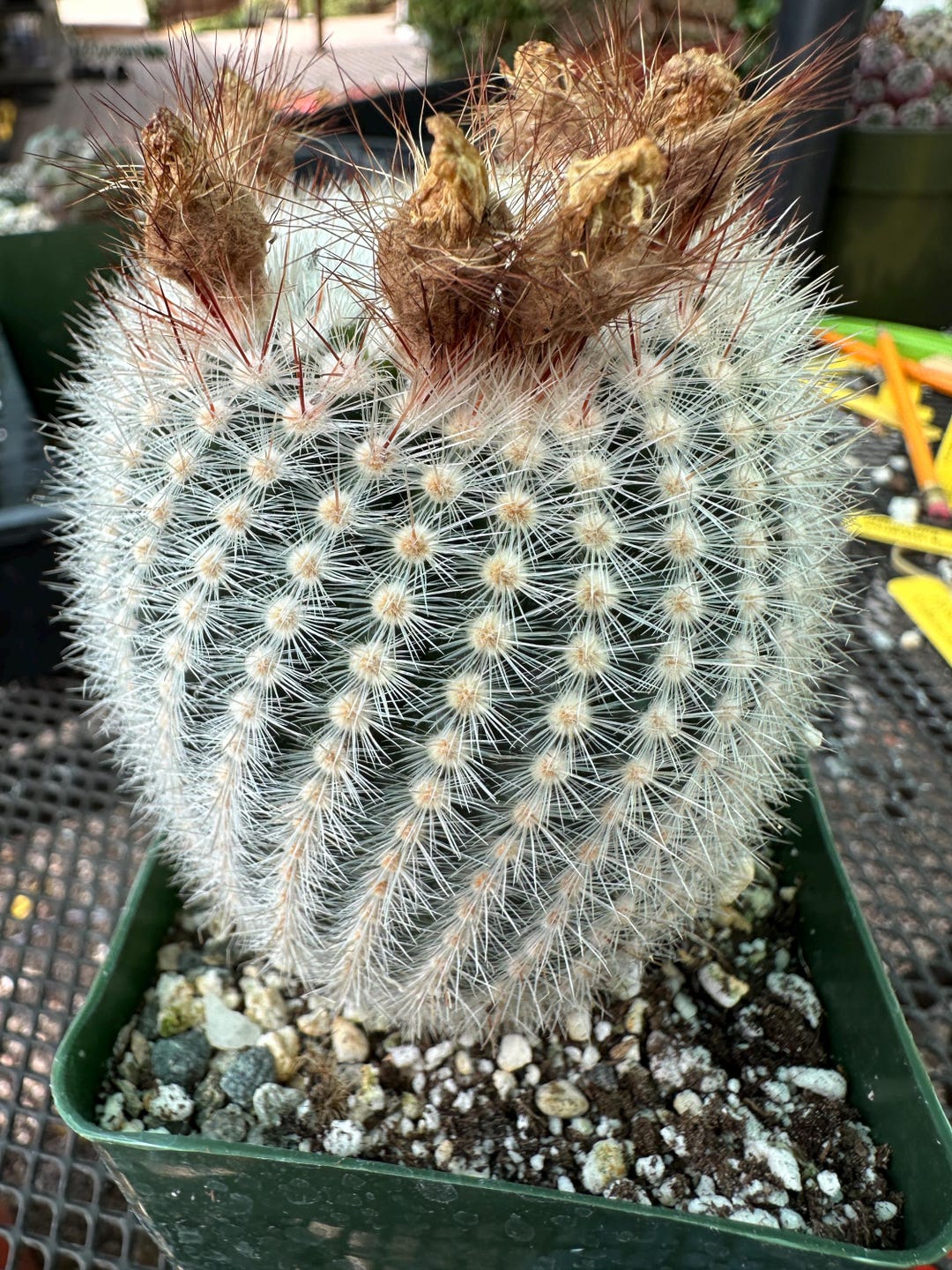 Notocactus Scopa Cactus G 145 - Etsy