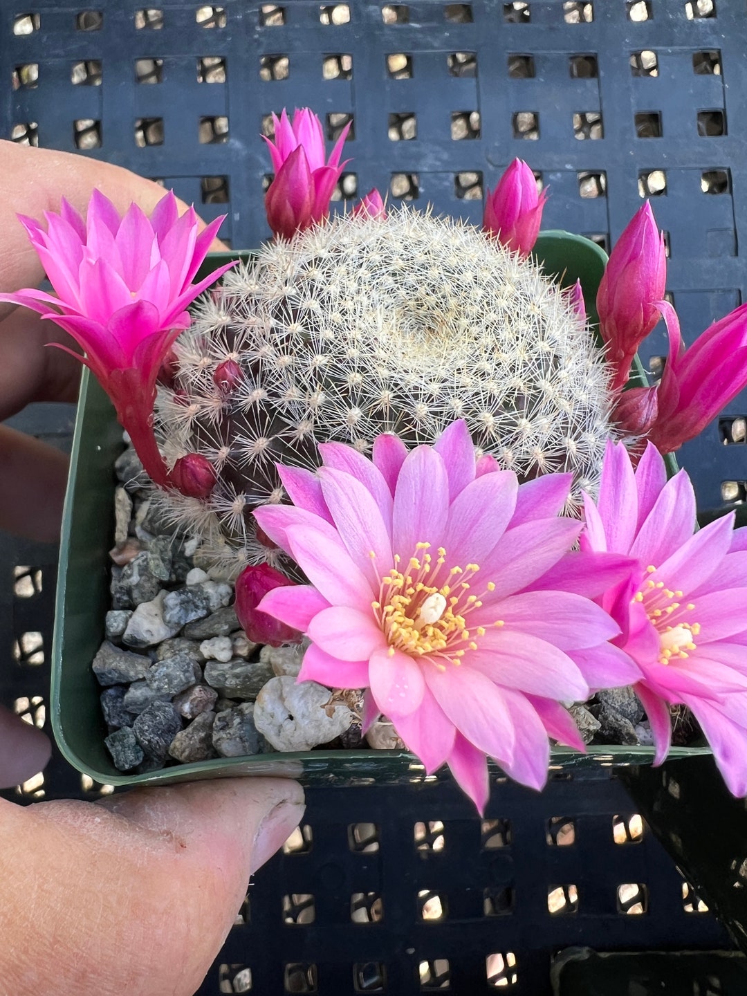 Rebutia Narvecensis Cactus 1 in Bud and Bloom - Etsy