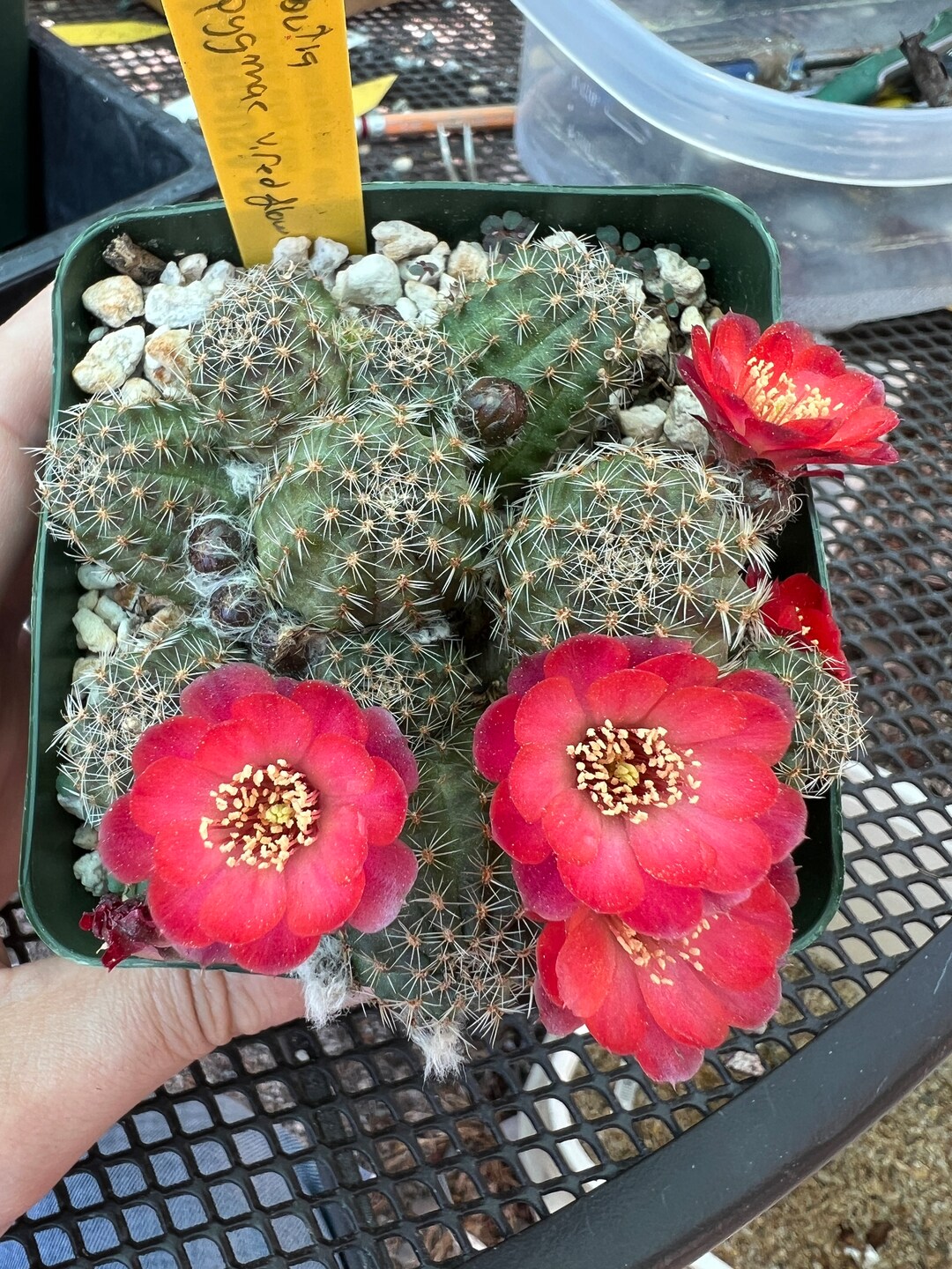 Rebutia Pygmaea V. Red Flowers Cactus E152 - Etsy