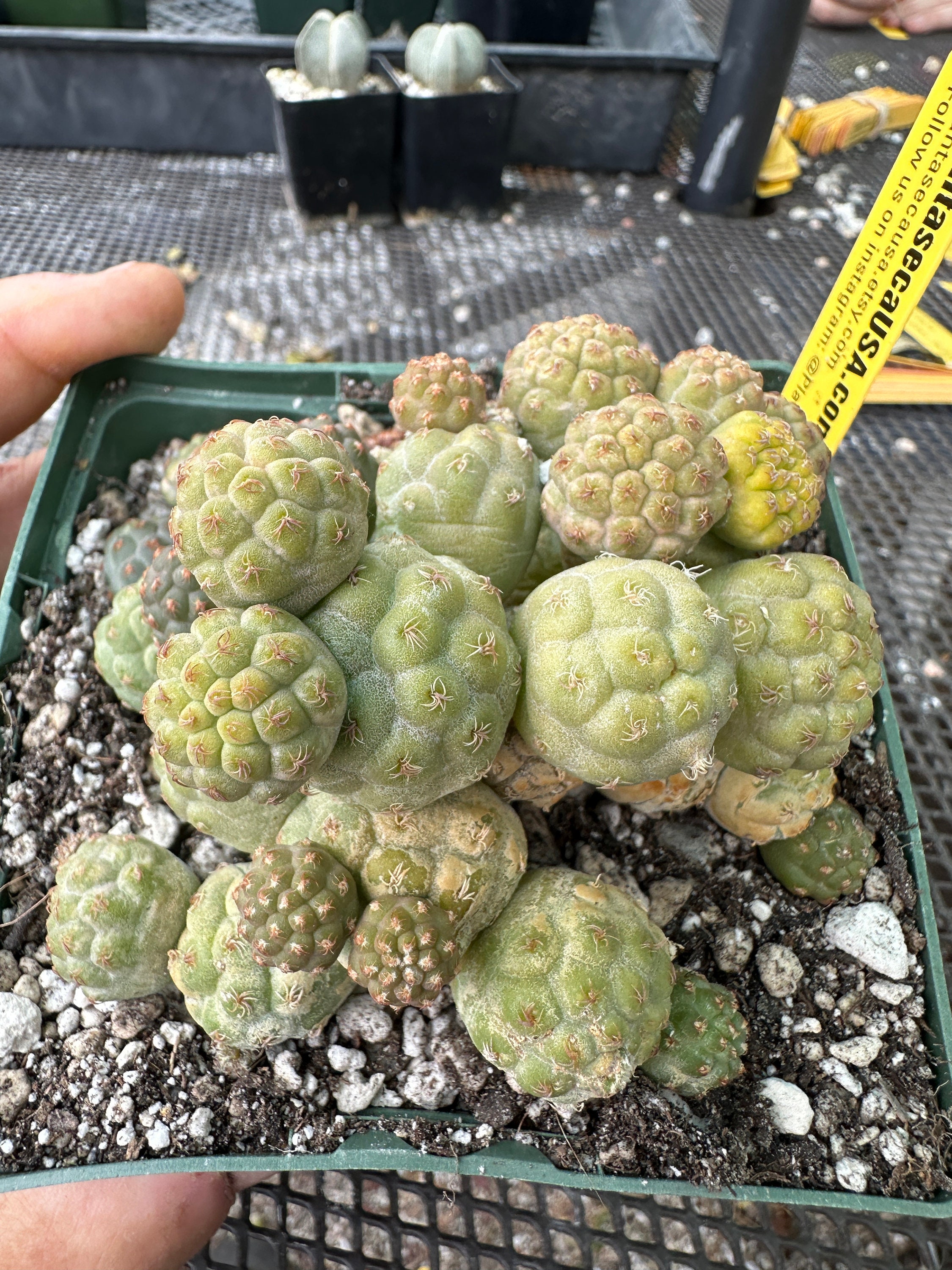 Puna Bonniae Inermis Cactus in 4.25 Inch Pot Rare Plant D483 Large in ...