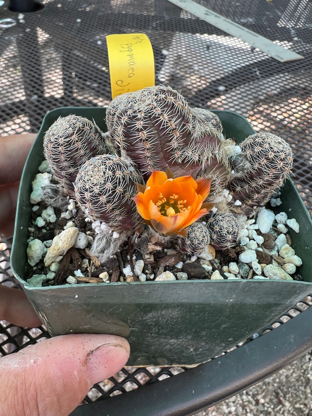Rebutia Pygmaea V Diersiana Uncommon Cactus - Etsy