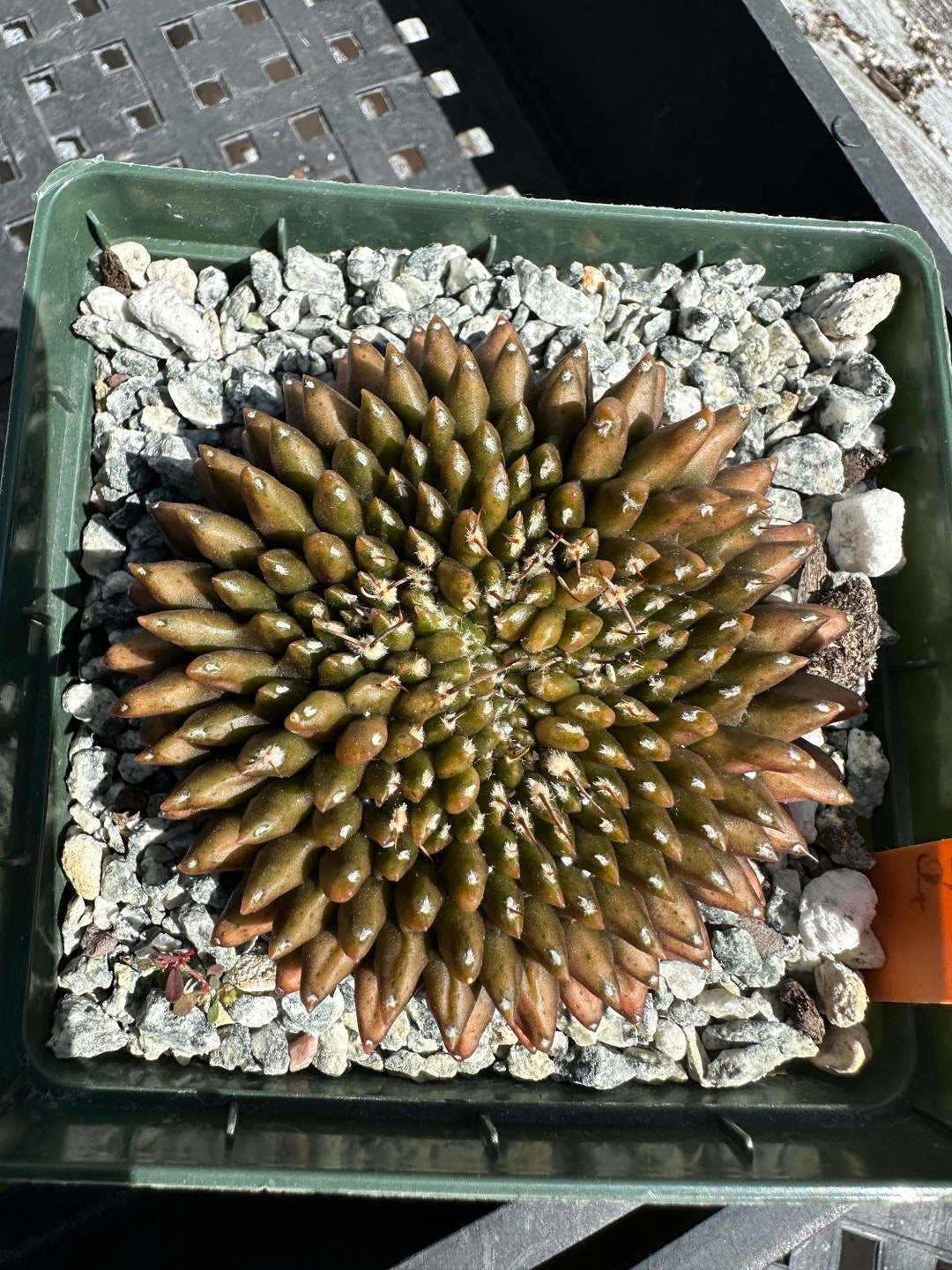 Gymnocalycium Mihanovicci Inermis Crested Cactus in 4.25 Inch Pot B 187 ...