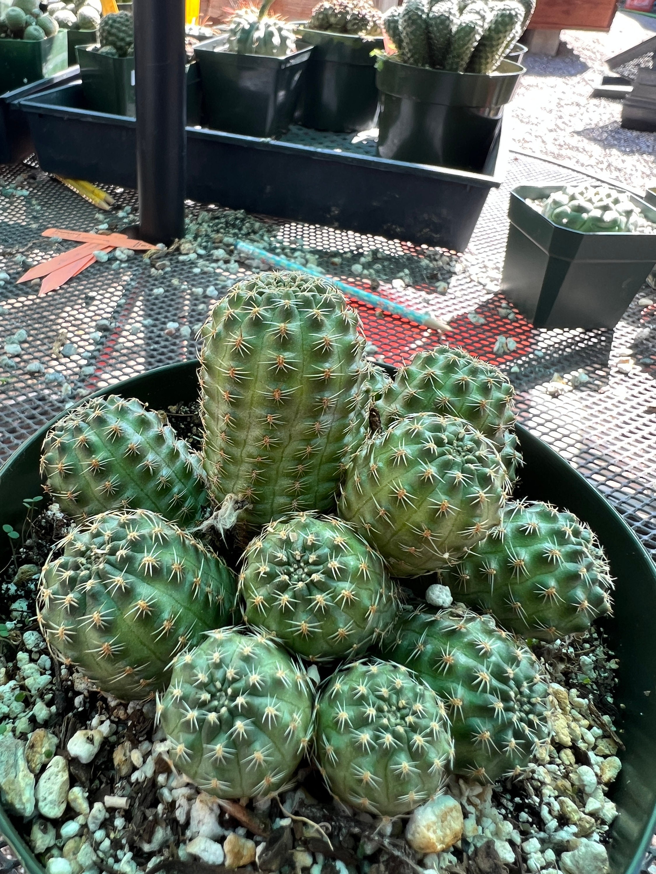 Rebutia Pygmaea V Nazoenesis Uncommon Cactus in 6 Inch Pot - Etsy