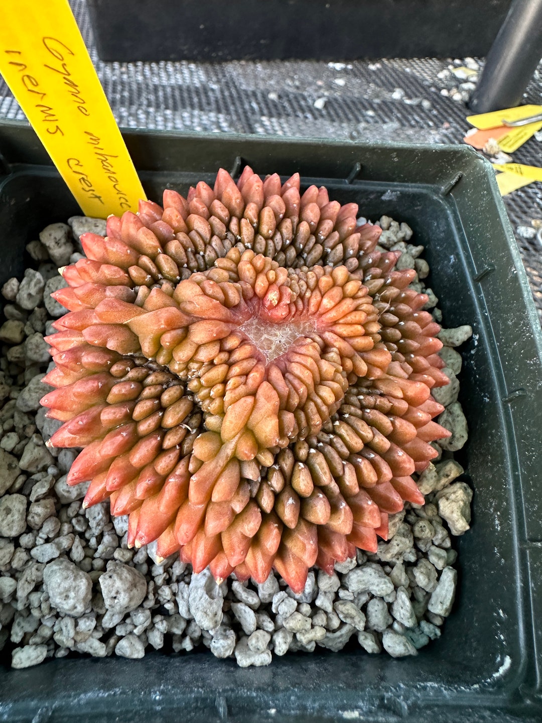 Gymnocalycium Mihanovicci Inermis Crest and Some Variegation in 4.25 ...