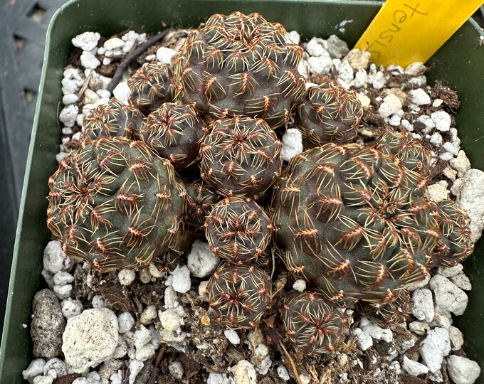 Sulcorebutia Taratensis Touchable Uncommon Cactus B 275 - Etsy
