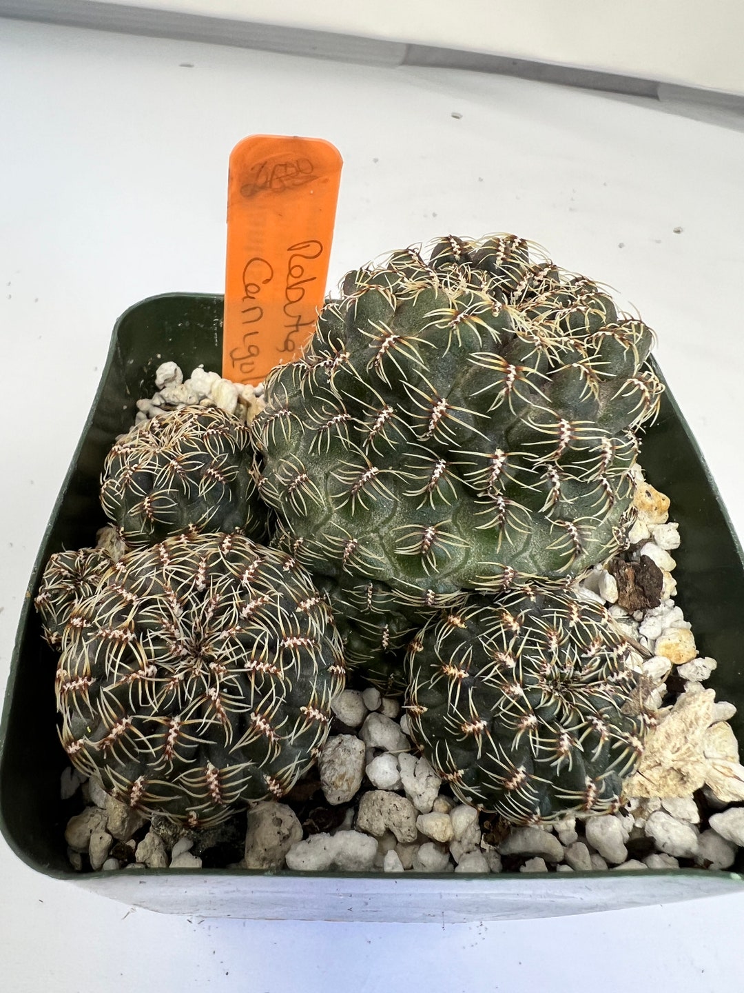 Sulcorebutia Canigueralli Touchable Cactus Bicolored Flowers - Etsy