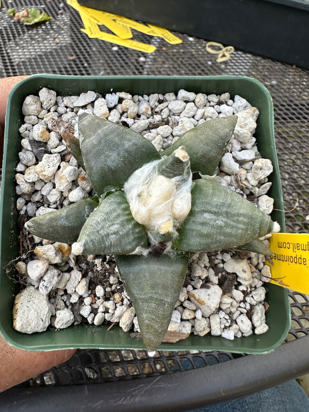 Ario Retusus Rough Tubercle Cactus C 250 - Etsy