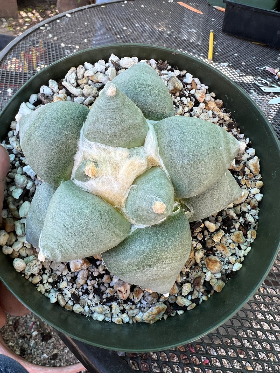 Ariocactus Retusus Wide Tubercle Furfuraceous Cactus in 6 Inch - Etsy