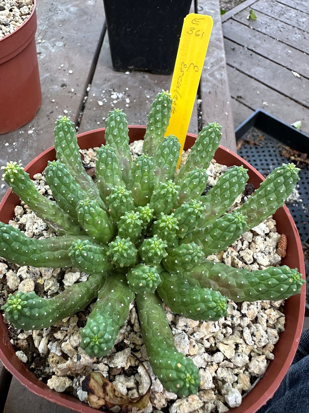 Euphorbia Esculenta Succulent E 361 - Etsy